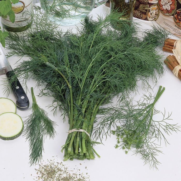 Dill – Alex Food Service